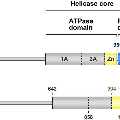 structure of the wrn rqc domain bound to dsdna a crystal structure