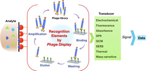 phage library construction