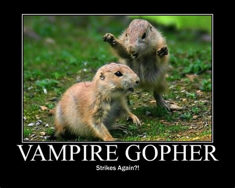 Discover 25 Silly Gophers And Prairie Dog Ideas Funny Animal Pictures