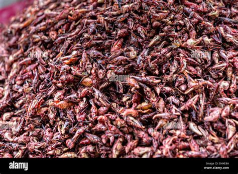Chapulines Vivos