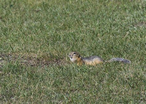 A Gopher In The Grass In Mountain Altai In Summer Stock Image Image
