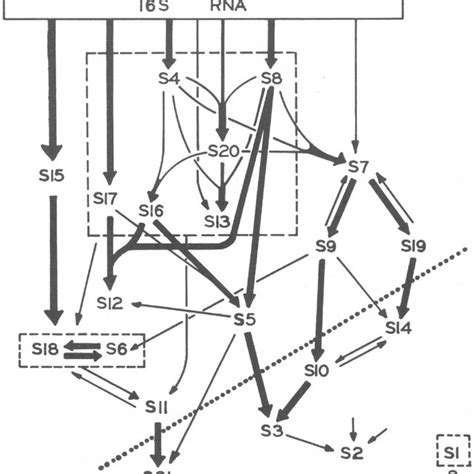 1 Map Of E Coli 30s Ribosomal Proteins Arrows Indicate The Download Scientific Diagram