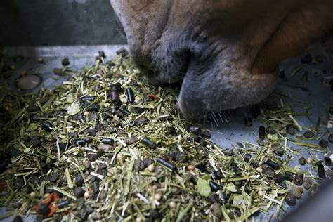 Wat Is Krachtvoer Voor Paarden Pavo Geeft Advies Pavo