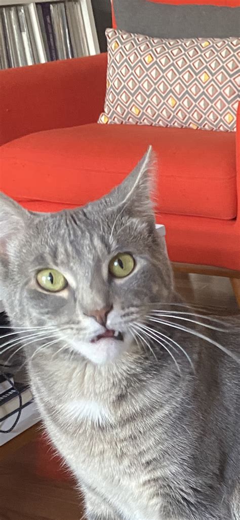 Beans Blank Template Imgflip