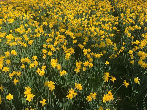 Spring Garden Ellen S Blog