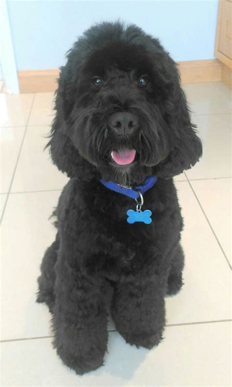 16 Month Old Darling Denzel Black Cockapoo