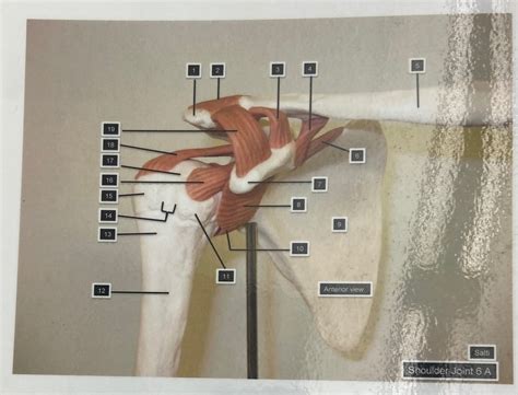 Shoulder Joint Diagram Quizlet