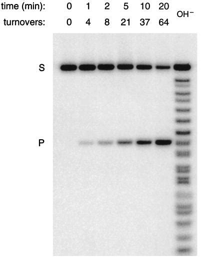 A General Purpose Rna Cleaving Dna Enzyme Abstract Europe Pmc