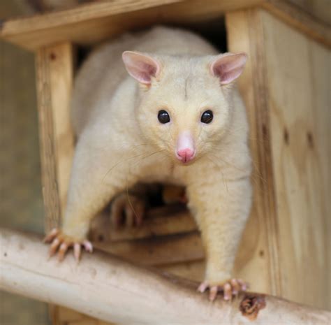 Golden Brush Tailed Possum