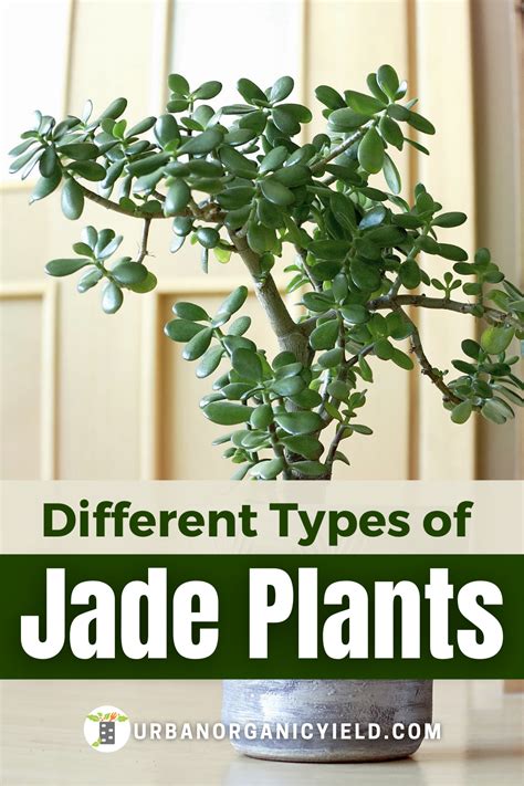 20 Different Types Of Jade Plants With Pictures Care Guide Artofit