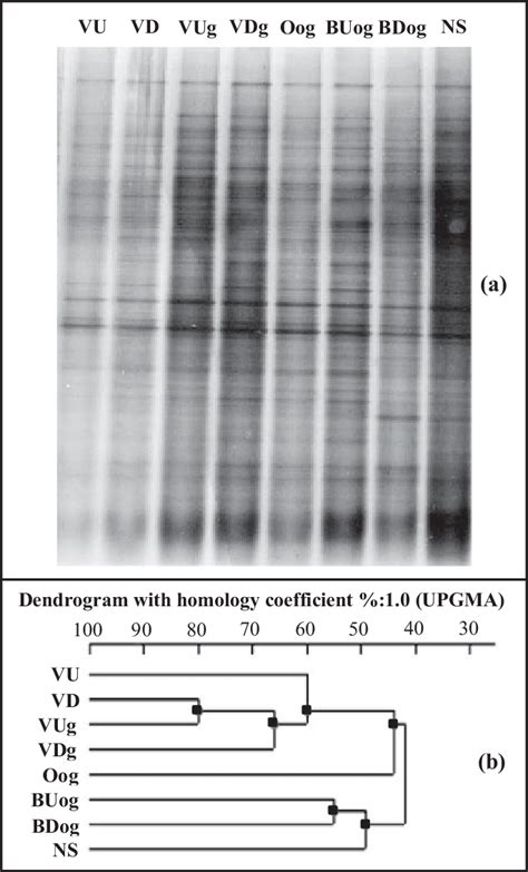 Dgge Profiles Of Bacterial Communities A And Cluster Analysis