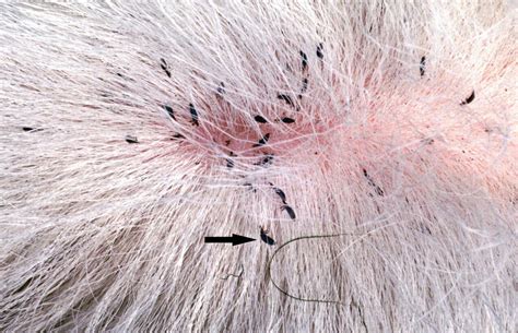 Do Dog Ear Mites Affect Humans