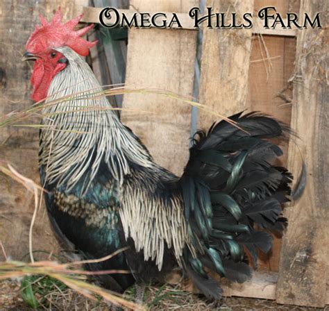 Blue Isbar Chickens And Hatching Eggs For Sale