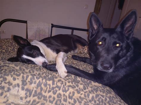 Petal Loves Layla And Layla Loves Petal Rsonarears