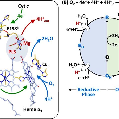 Oxygen Reduction Reaction Catalyzed By Bcco A Schematic Illustration Of