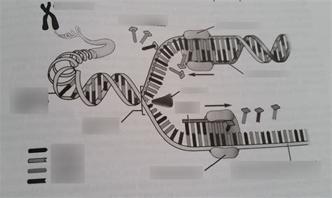Dna Replication Diagram Quizlet
