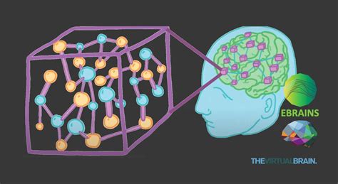 brain simulation section 8th tvb ebrains integrated workflows workshop