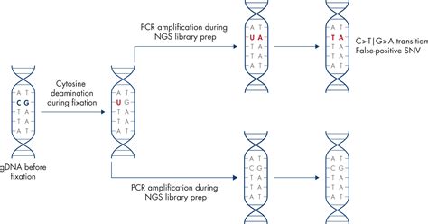 Qiaamp Dna Ffpe Advanced Kit Ffpe Dna Isolation Qiagen