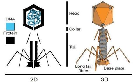 Fago Lambda Infezione E Replicazione Different