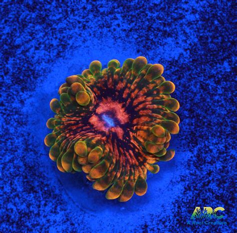 Web Update Now Live Lots Of New Corals Including A Og Holy Grail