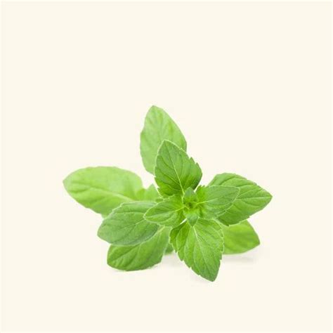 Pennyroyal Essential Oil At ₹ 199 00 Pennyroyal Oil Id 2854139520488