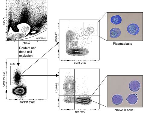 Plasmablast Facs Gating Strategy And Validation A Representative