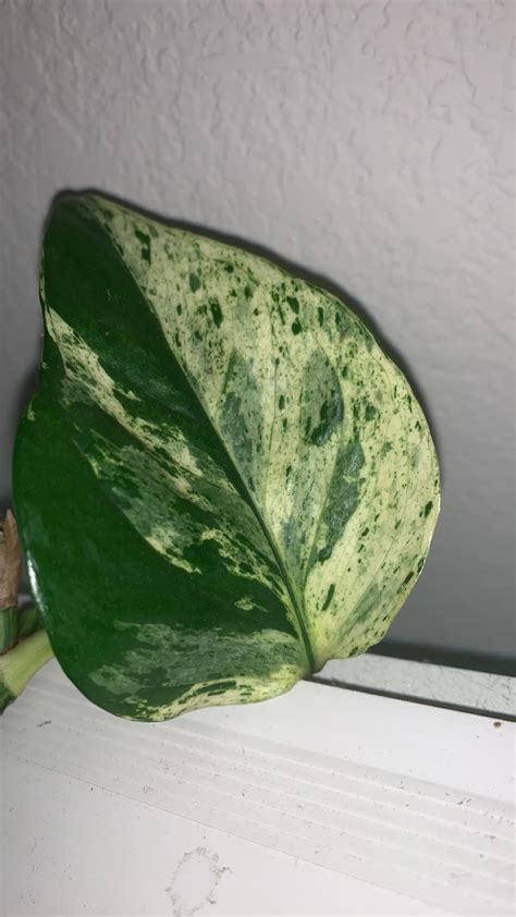 Pothos Variegation Is So Underrated R Houseplants