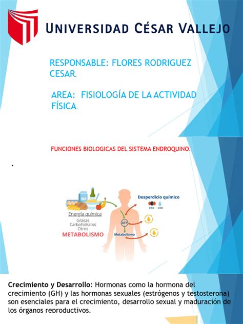 Funciones Del Sistema Endocrino Pdf