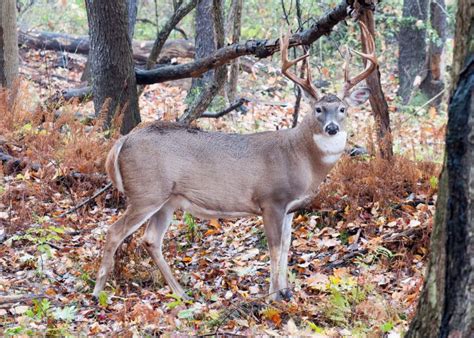 louisiana sportsman