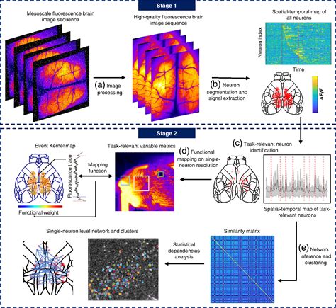 Review On Data Analysis Methods For Mesoscale Neural Imaging In Vivo