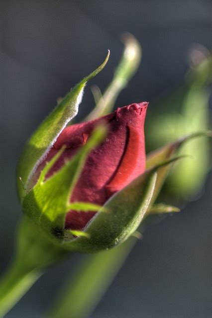 Rosebud At Sunset Rose Buds Flower Photos Beautiful Roses