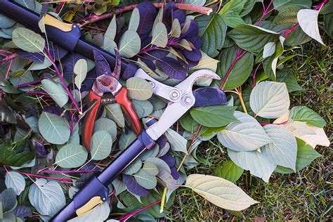The Pruning Tools You Need For Trees And Shrubs
