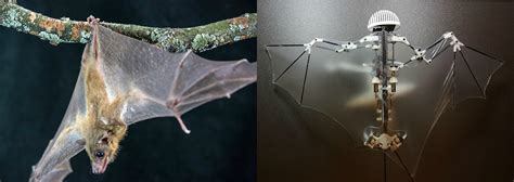 Researchers Develop A Bat Bot Thats The Holy Grail Of Aerial Robotics Inverse Researchers Develop A Bat Bot Thats The Holy Grail Of Aerial Robotics Inverse