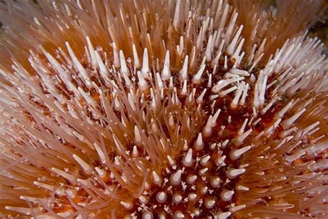 Echinus Esculentus Detail
