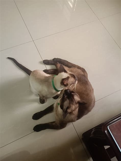 Stupid Cats Album On Imgur