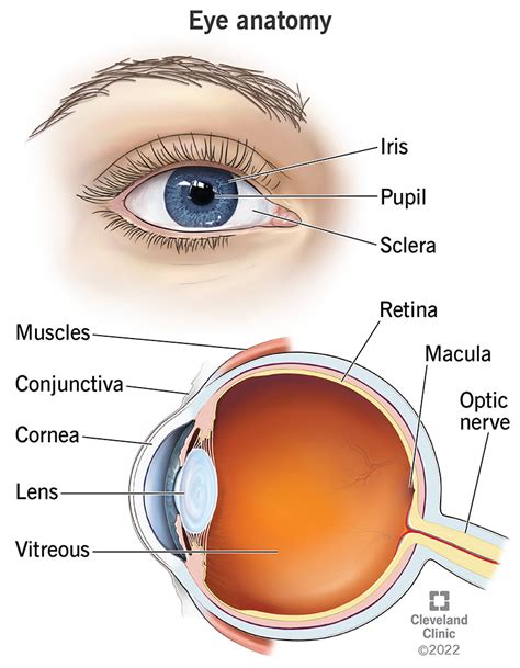 Igcse The Eye 10th Grade Quiz Quizizz