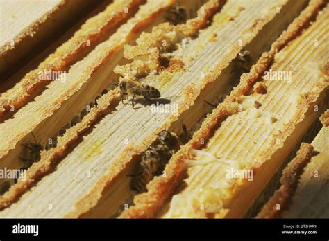 the beekeeper covers the nesting frames in the beehive with a cloth