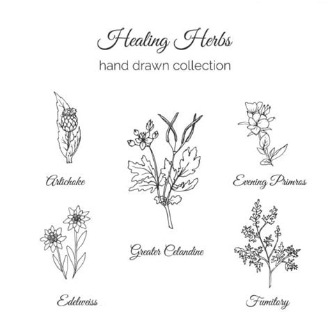 손으로 그린 된 꽃 컬렉션 Eps Uidownload