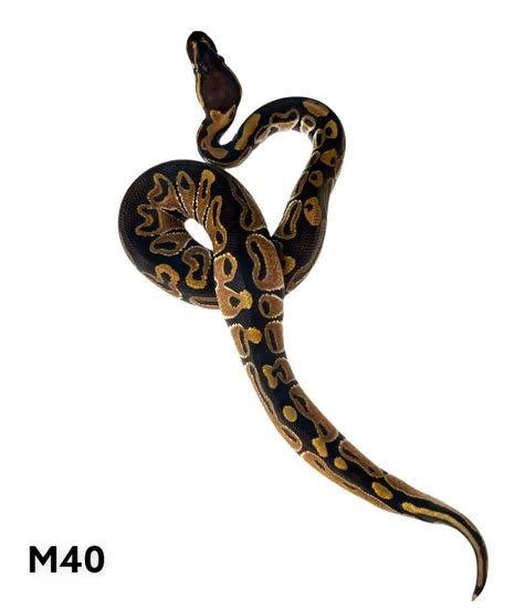 66 Het Tri Stripe Ball Python By Sin City Exotics