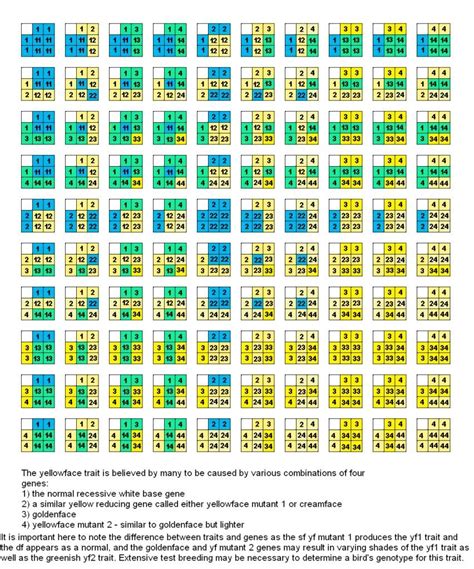 Budgie Parakeet Colors Varieties Mutations Genetics Artofit