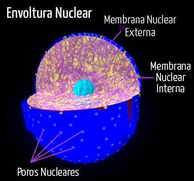 Membrana Nuclear Características Funções E Composição