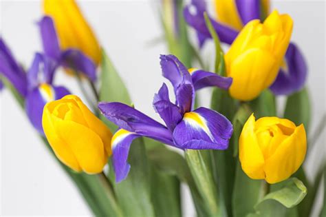 흰색 고립 된 배경에 노란색 튤립과 보라색 홍채의 꽃다발 3 월 8 일 봄과 세계 여성의 날의 시작의 개념 0명에 대한 스톡 사진 및 기타 이미지 Istock