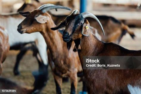 Granja De Cabras Foto De Stock Y Más Banco De Imágenes De Agricultura