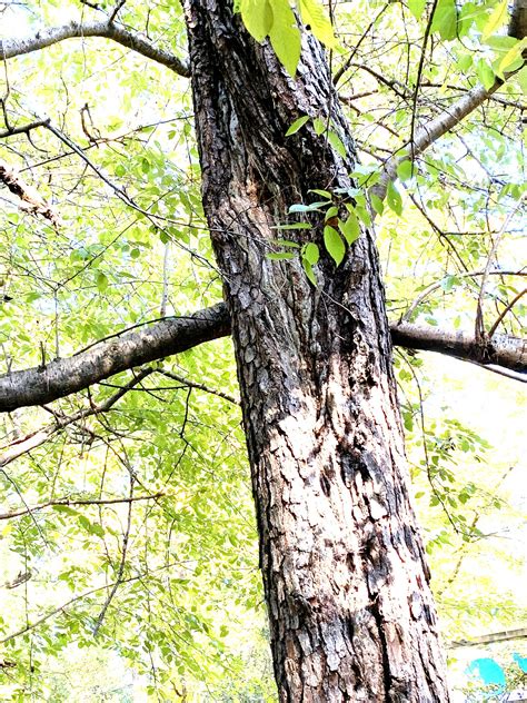 Does Fusiform Rust Cause A Pine Tree To Break Walter Reeves The Georgia Gardener