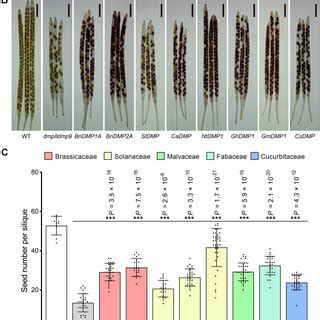 DMP Genes From Multiple Dicot Crops Complement Dmp Dmp Phenotypes In Download Scientific