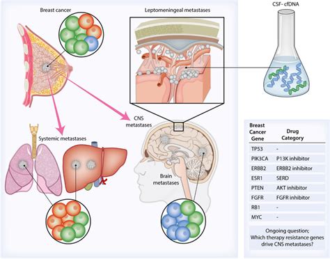 Clonal Evolution Combined With Selective Pressure Of Systemic Therapies Download Scientific