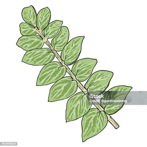 녹색 숲 고사리 손으로 그린 예술 단풍 진짜 자연 잎으로 만든 도시 풍경과 정원을 위해 길들여진 장식 공원 숲 식물 잎과 젊은