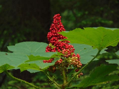 Devils Club Medicinal Plants Vancouver Island Bc