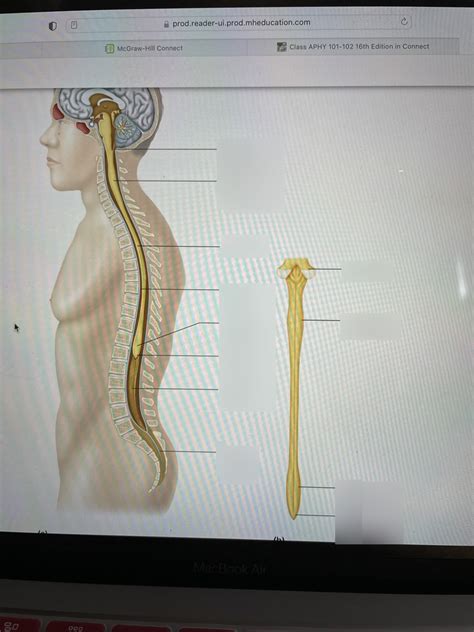 Spinal Cord Diagram Quizlet