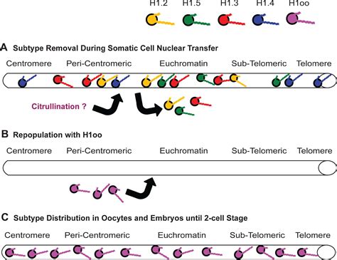 What Is The Role Of Histone H1 Heterogeneity A Functional Model